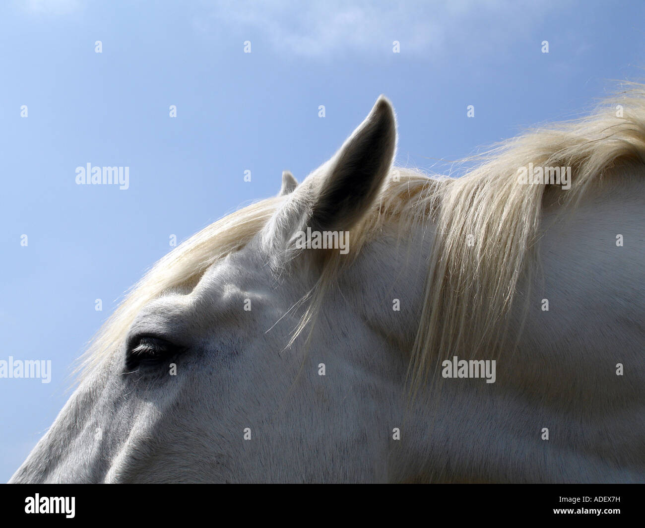 Gentle giant shire horse hi-res stock photography and images - Alamy