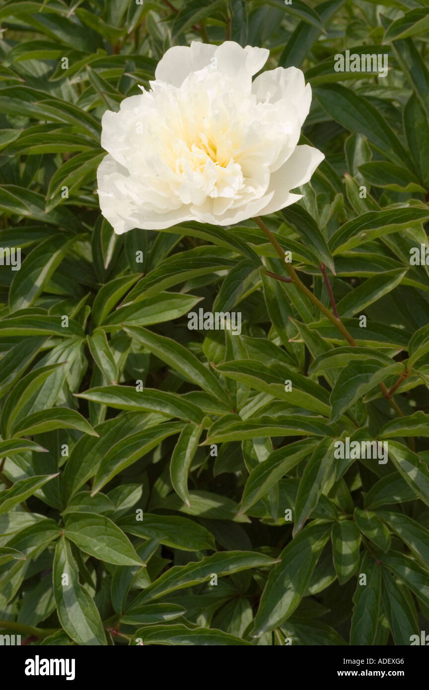 White flower of Paeony Paeoniaceae Paeonia lactiflora Laura Dessert ...