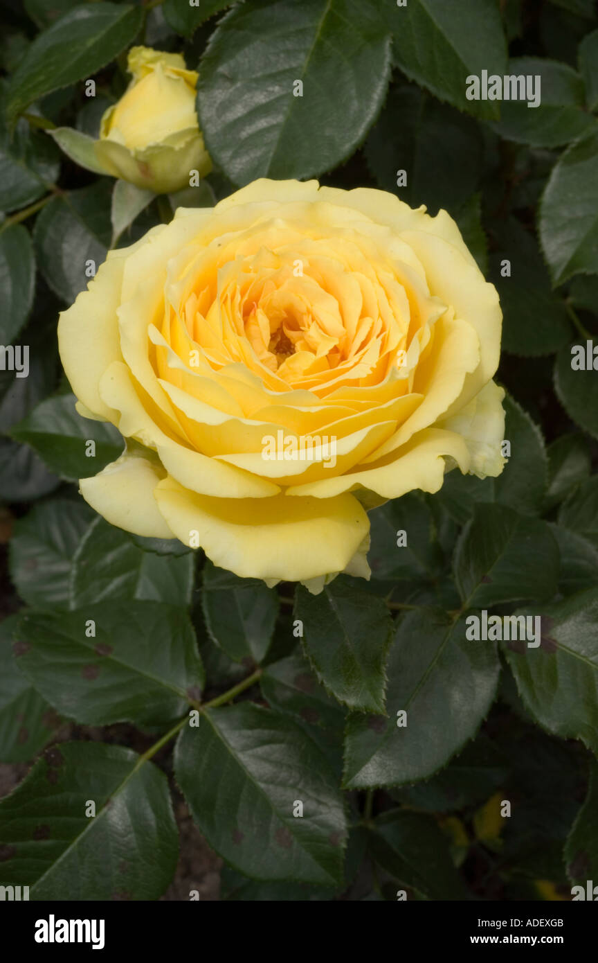 Yellow Modern Cluster Flowered Recurrent blooming rose Rosaceae Rosa ...