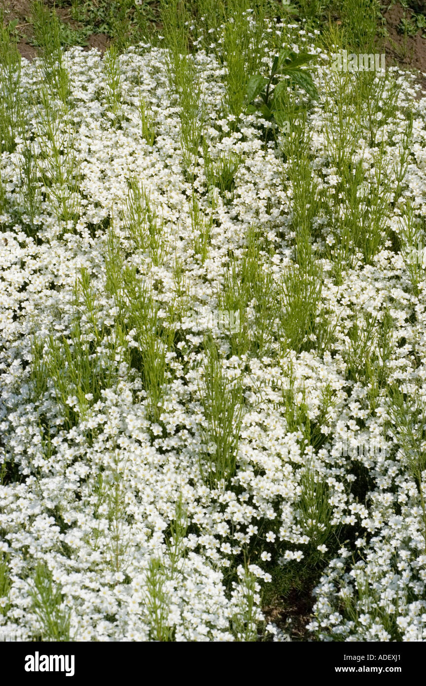 Botany caryophyllaceae rock hi-res stock photography and images - Alamy