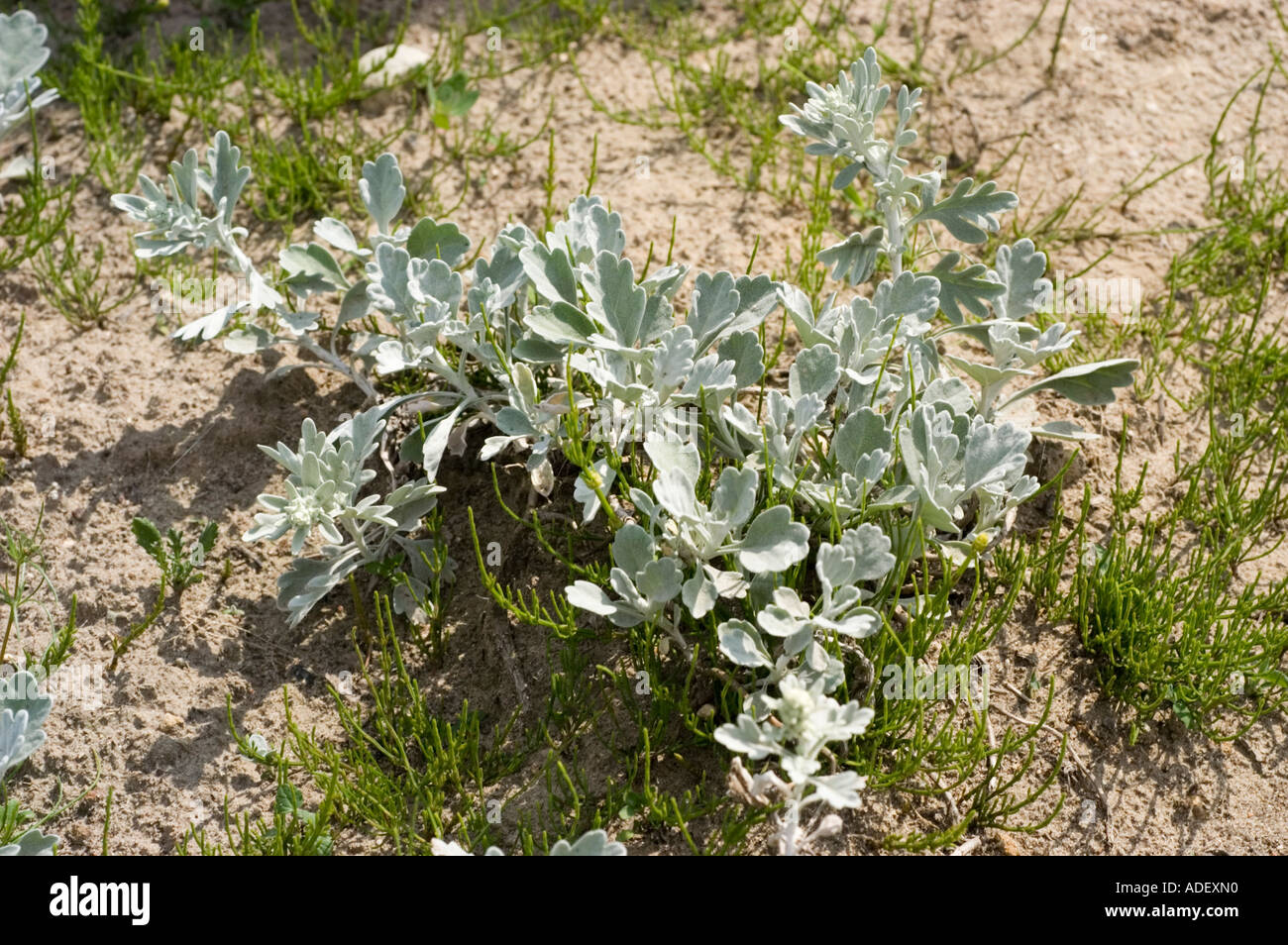 Silver beach wormwood Asteraceae Artemisia stelleriana Europe Asia ...
