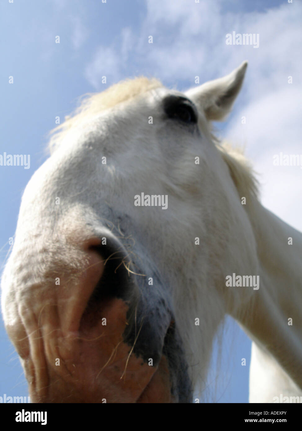 Gentle giant shire horse hi-res stock photography and images - Alamy