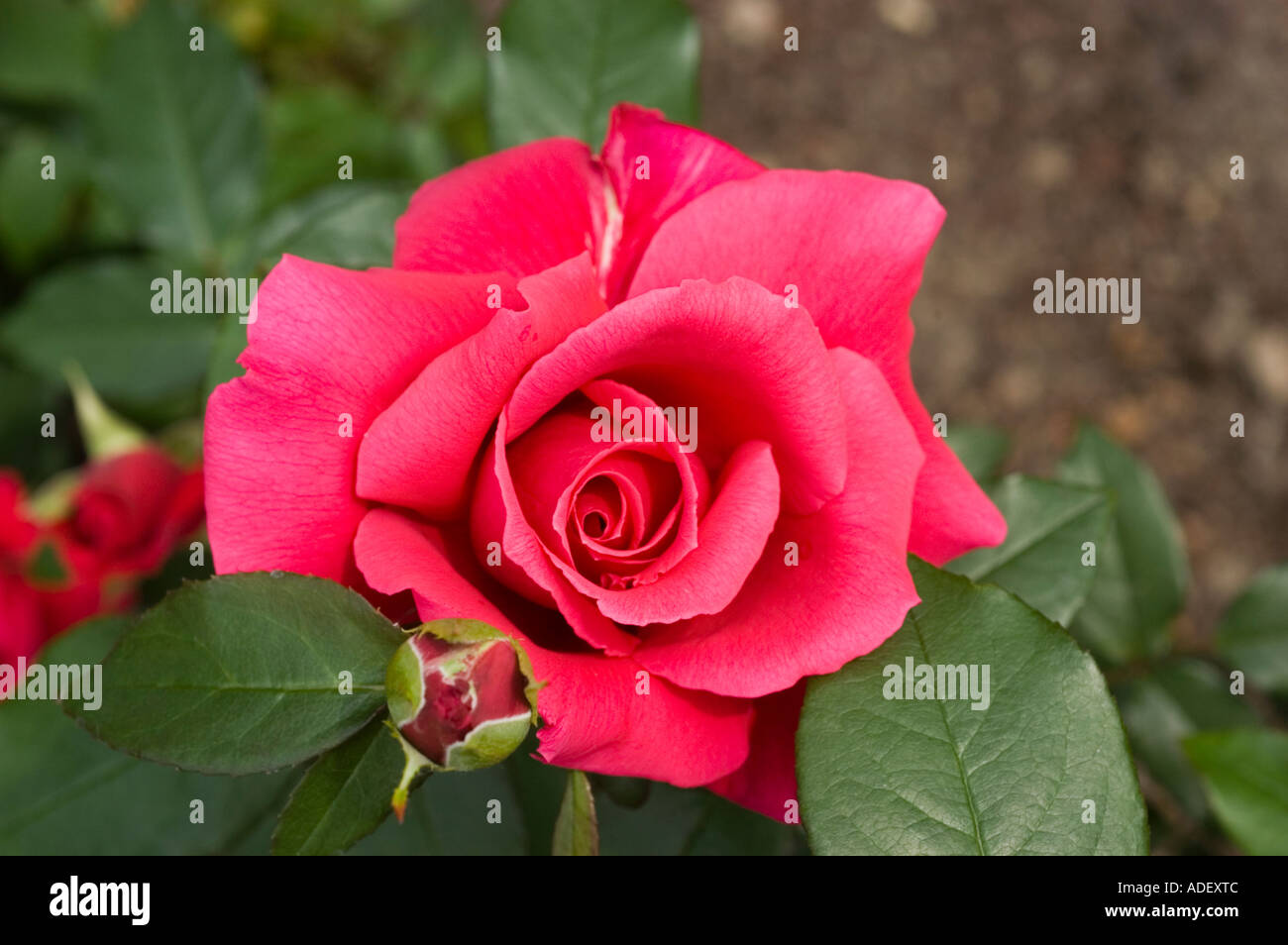 Rose thea hi-res stock photography and images - Alamy
