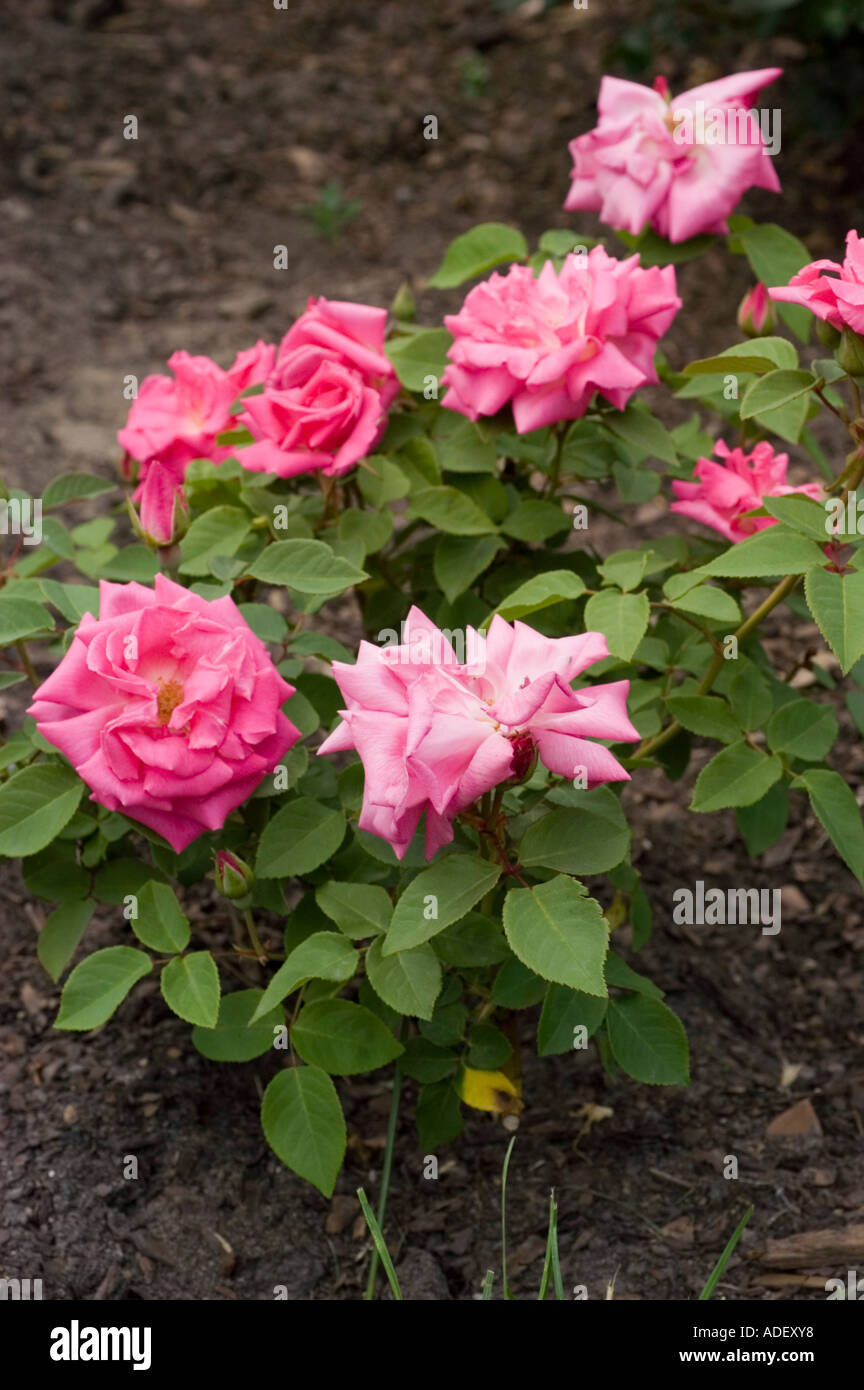 Pink red English Rose Rosaceae Rosa L D Braithwaite syn Auscrim The ...