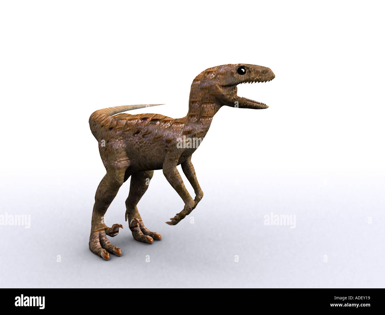 velociraptor a preditory therapod dinosaur the prehistoric raptor is ...