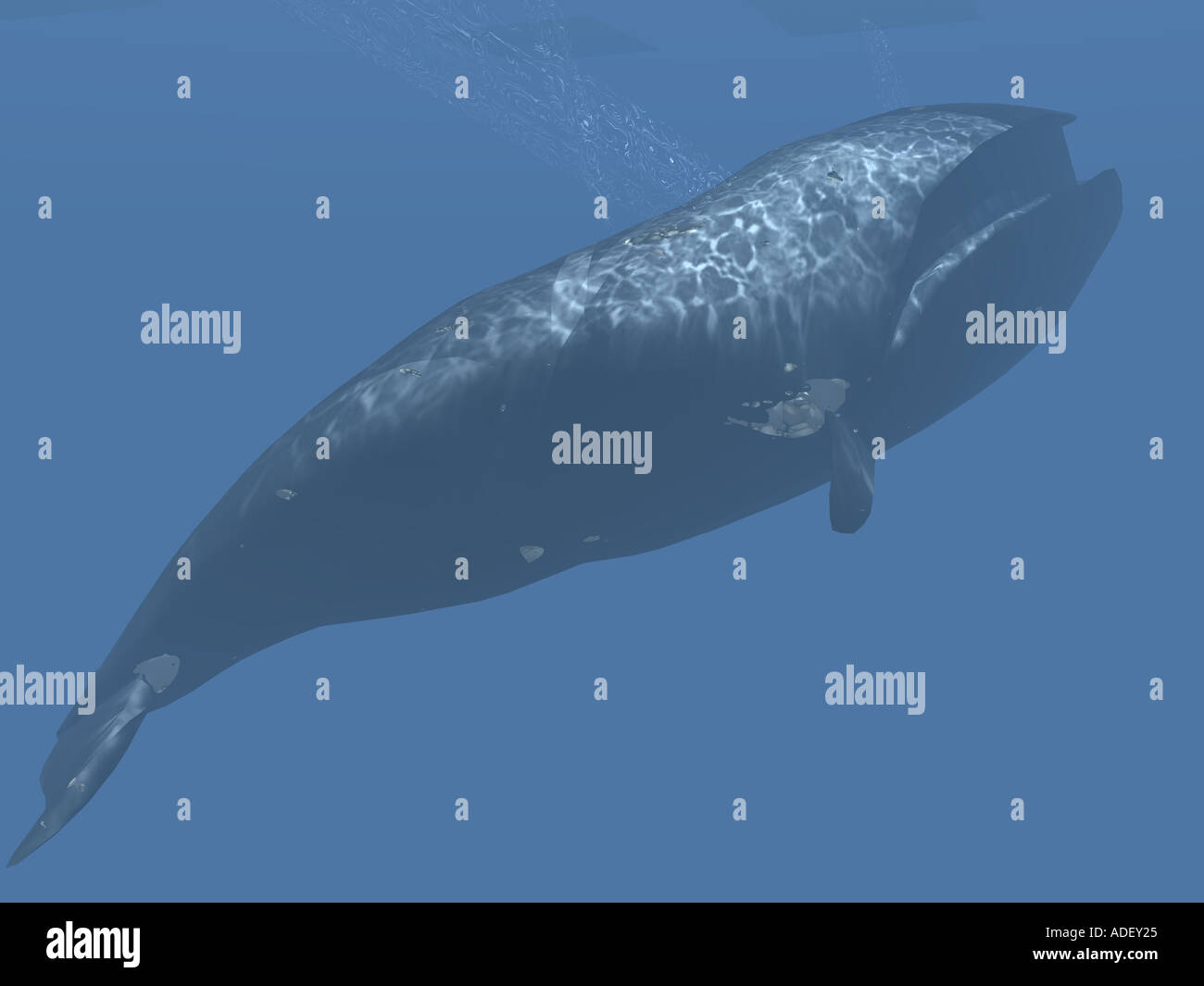 right whale a rare species of whale hunted almost to extinction photos ...