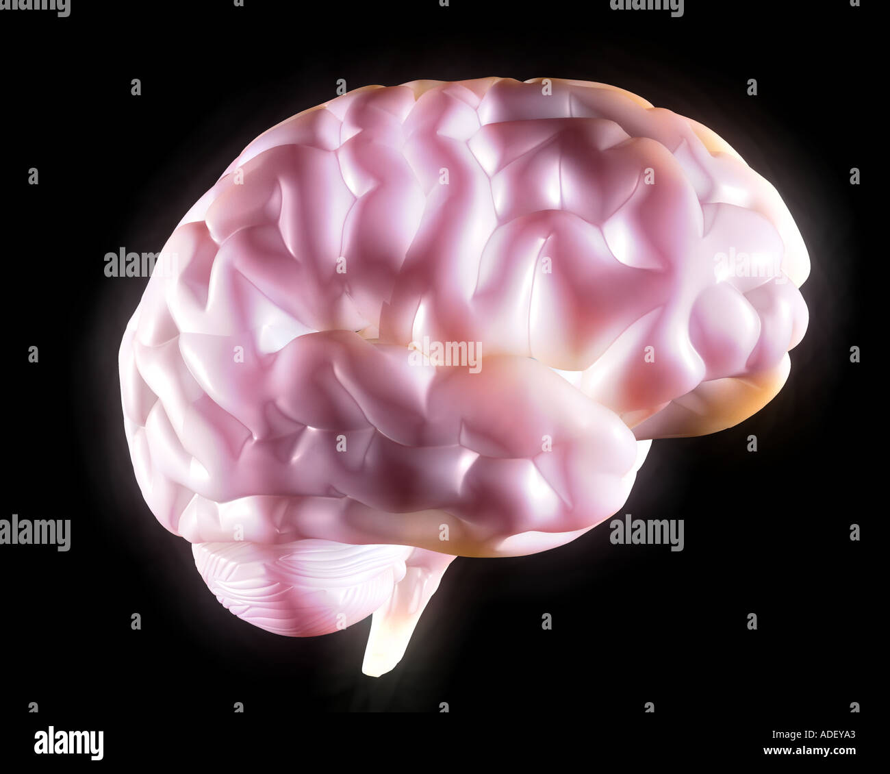 human brain side view computer model Stock Photo - Alamy