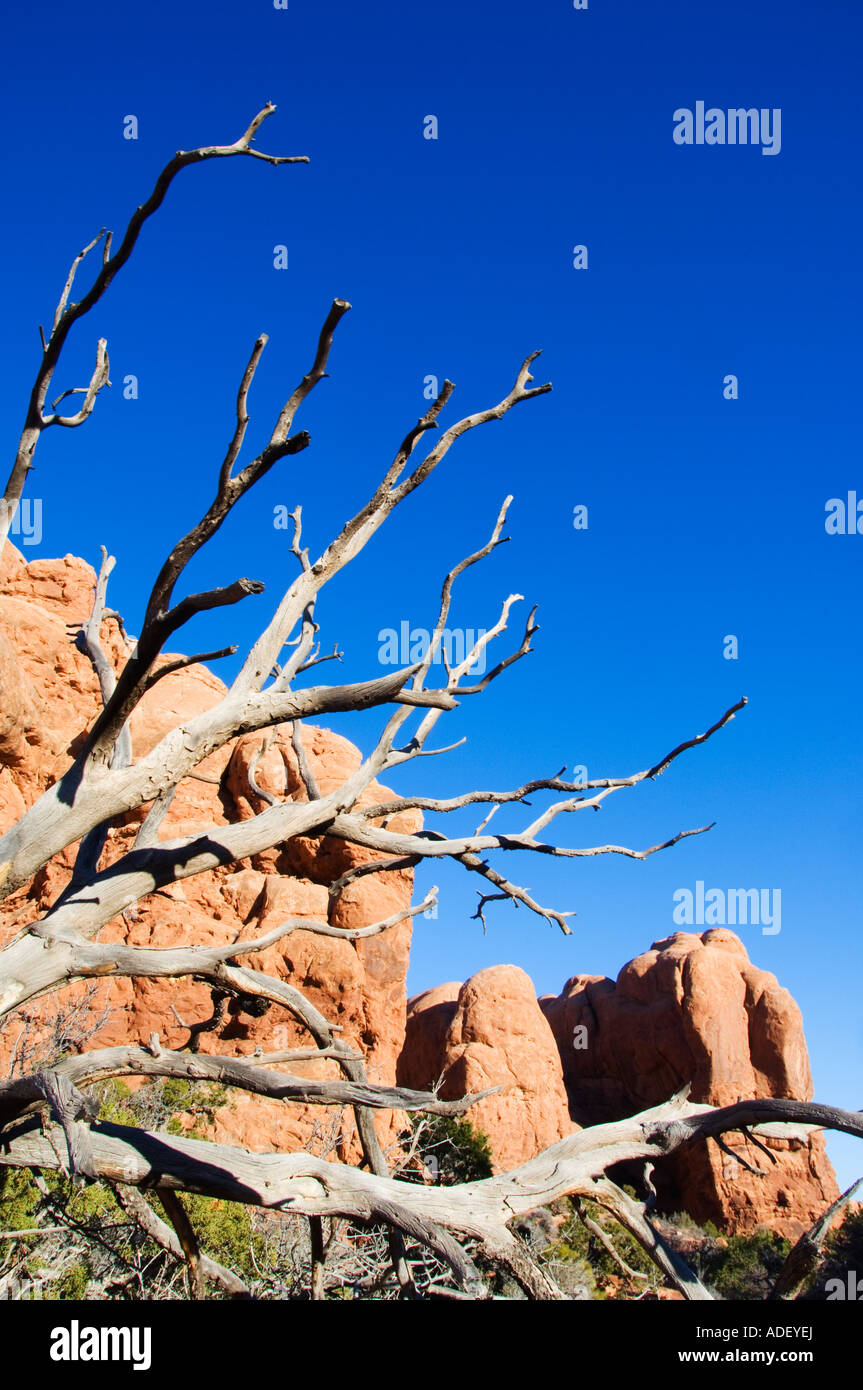 USA Utah Arches National Park dead tree in the Windows Section Stock ...