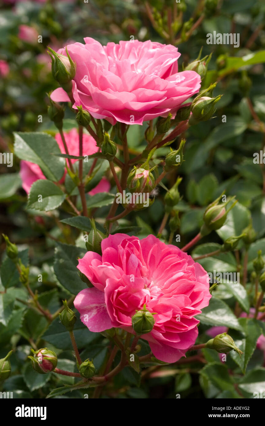 Poland rose hi-res stock photography and images - Alamy