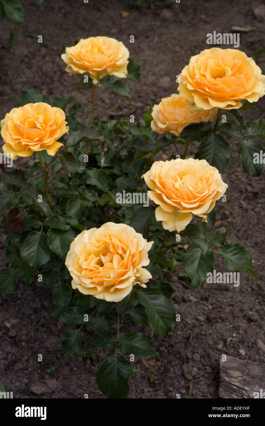 Amber queen rose hi-res stock photography and images - Alamy