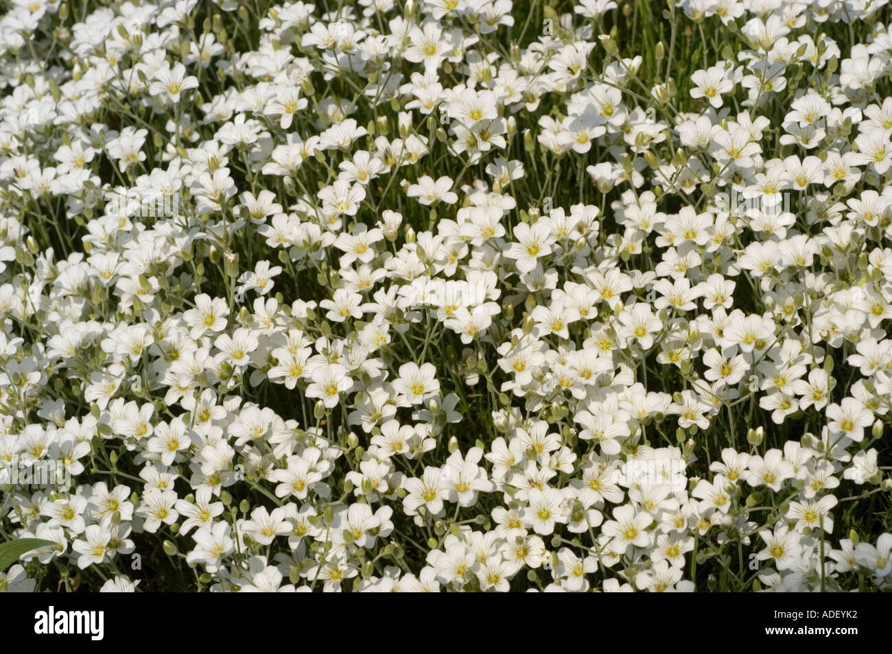 Dense cluster white blossoms hi-res stock photography and images - Alamy