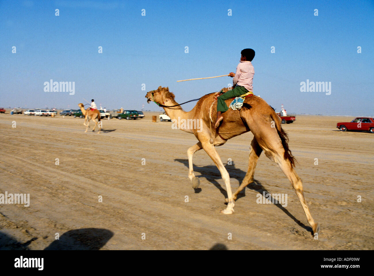 Dubai UAE Camel Racing Stock Photo - Alamy