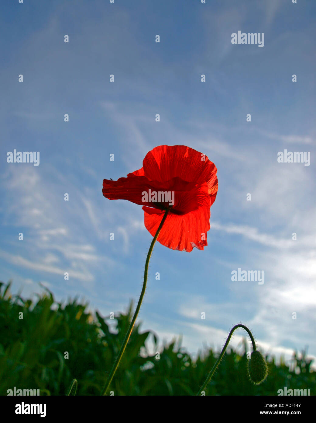 The remembrance poppy hi-res stock photography and images - Alamy