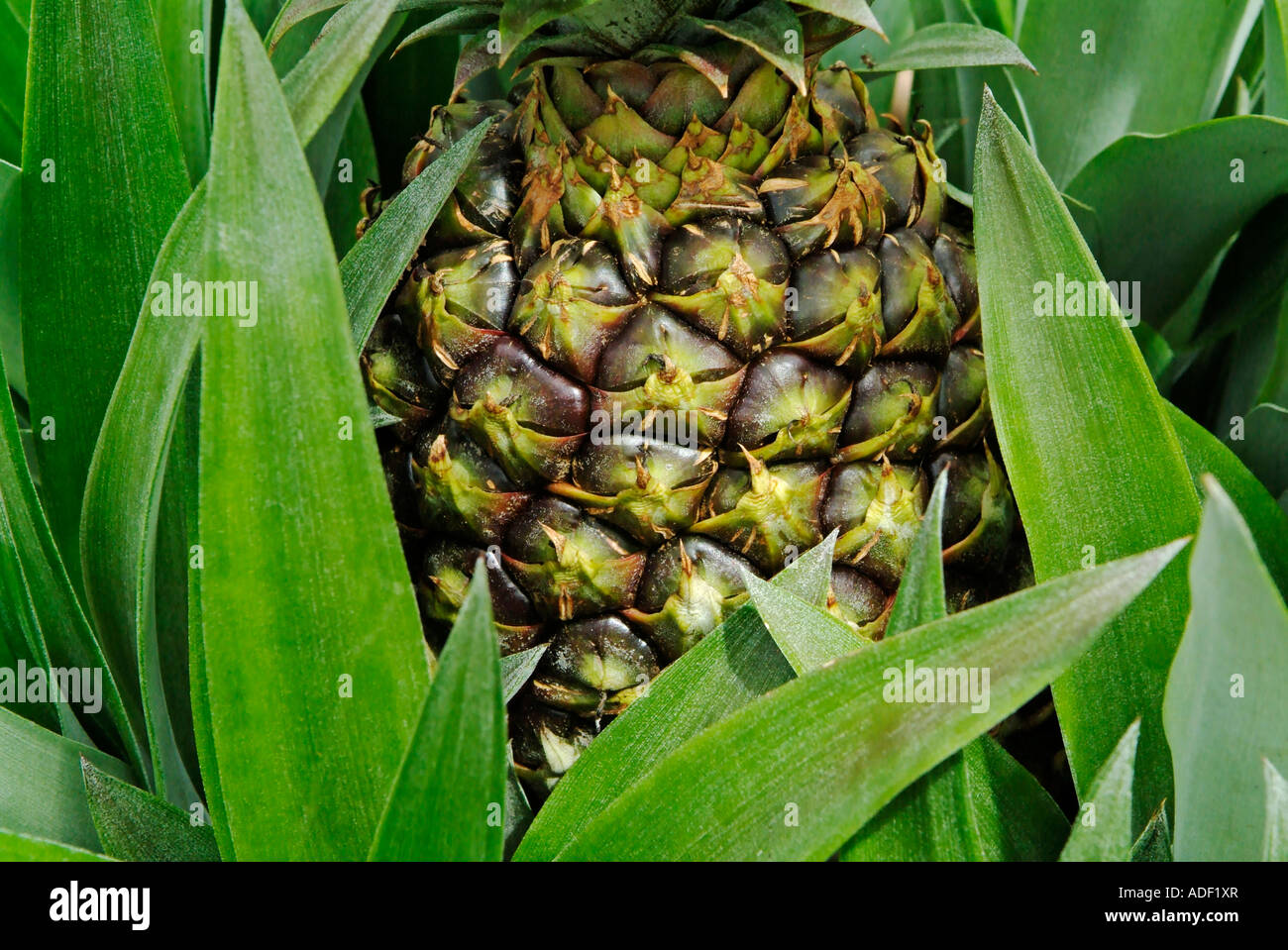 Pineapple growing south america hi-res stock photography and images - Alamy