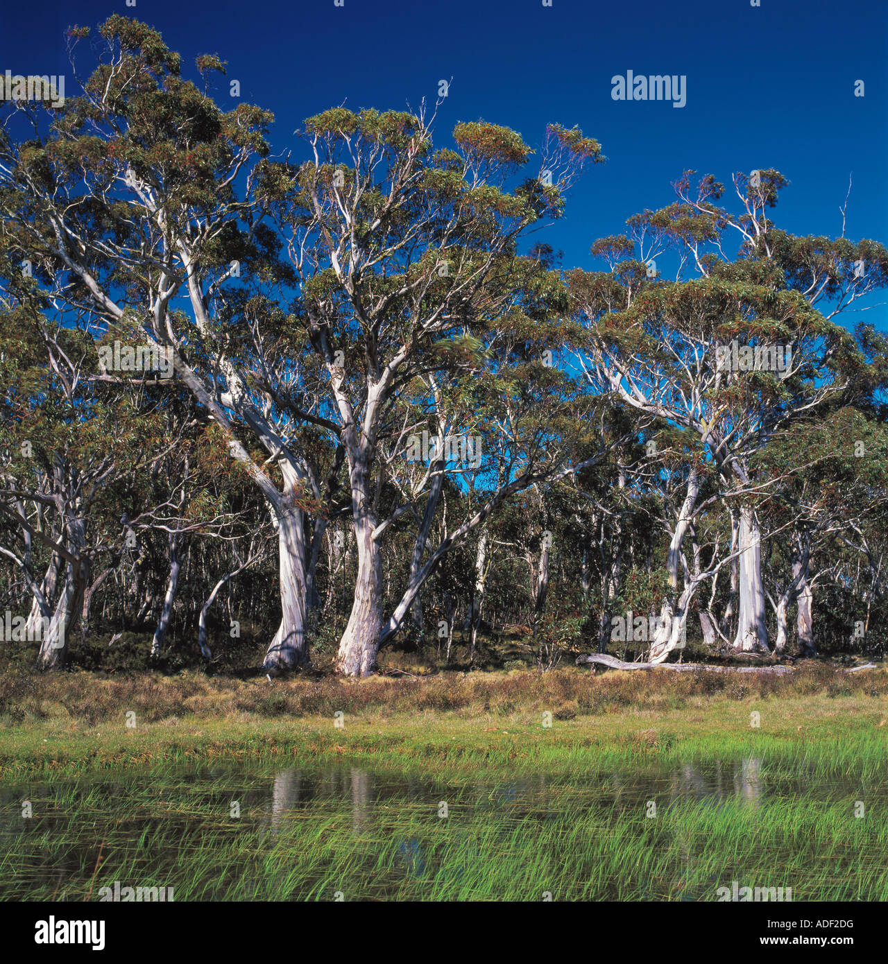 Snow Gums Eucaluptus pauciflora and shallow pond in clearing on Mt ...