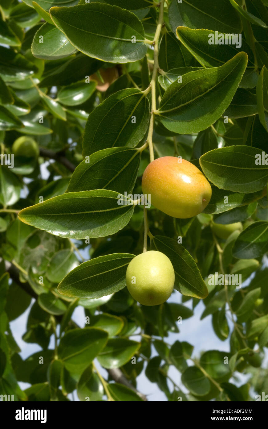 Chinese date tree hi-res stock photography and images - Alamy