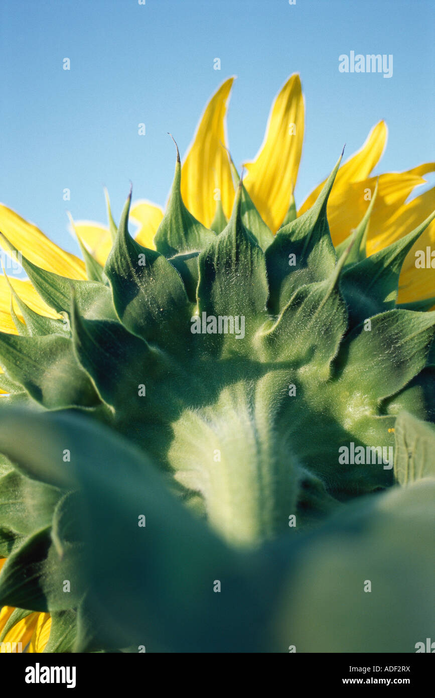 Sunflower, close-up of sepal Stock Photo - Alamy