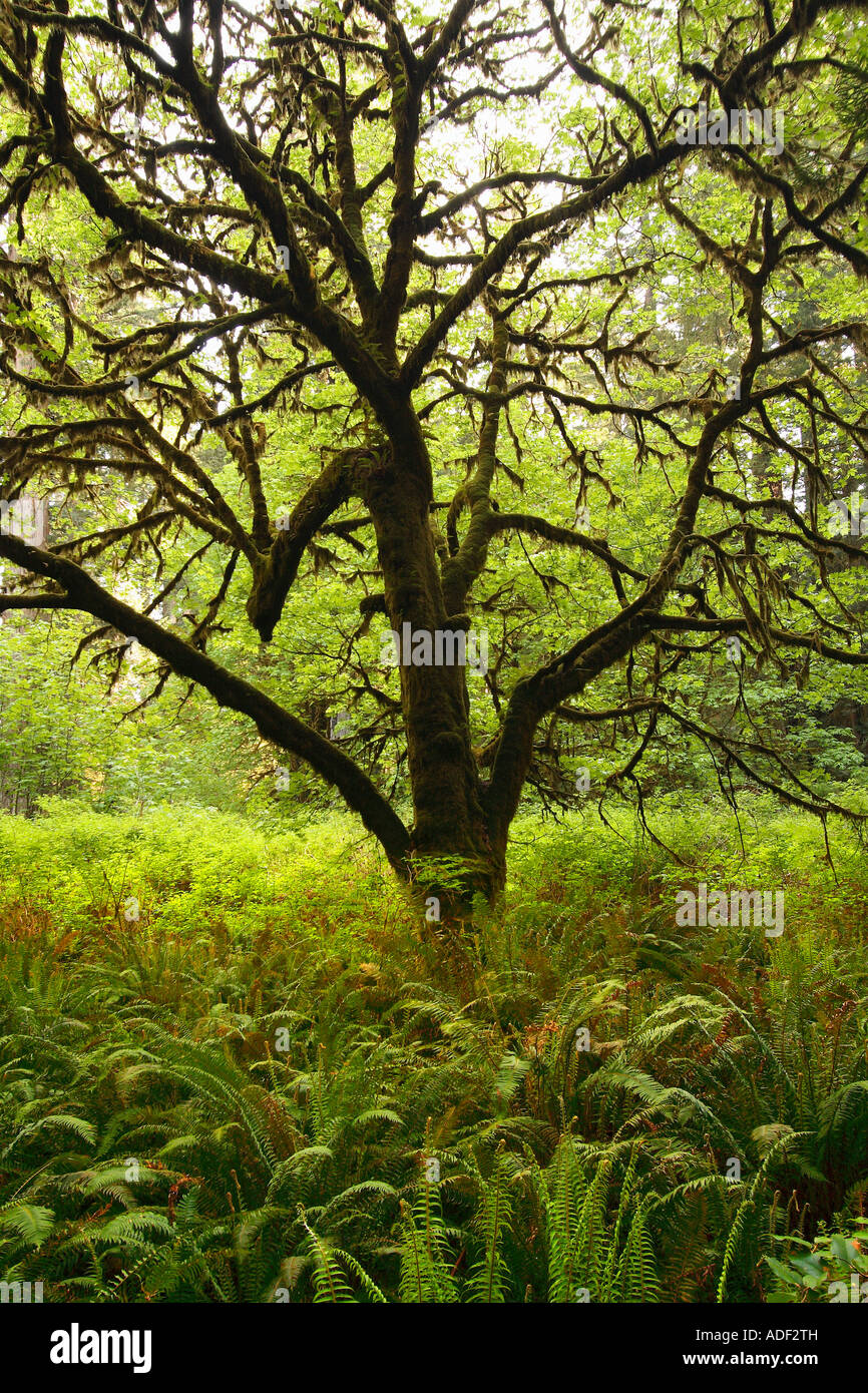 Moss covered tree Stock Photo - Alamy