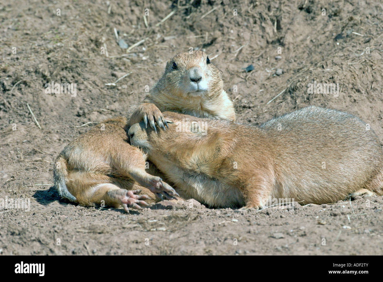 What Are Prairie Dogs Predators
