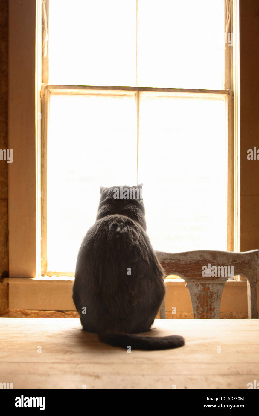 Cat looking out the window Stock Photo - Alamy