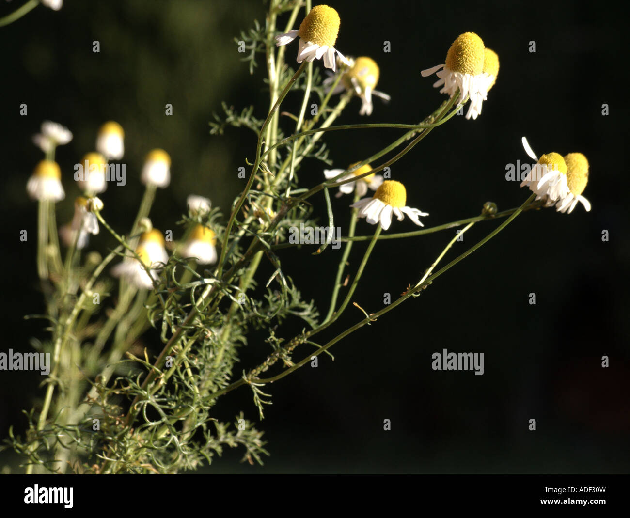 Close up of German Chamomile (Matricaria Recutita) plant and flowers ...