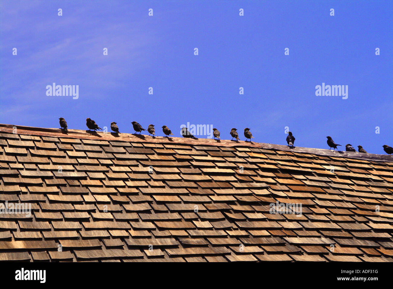 Birds on the roof Stock Photo - Alamy