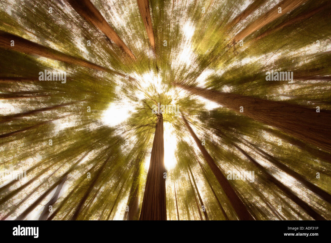 View looking up at treetops Stock Photo - Alamy