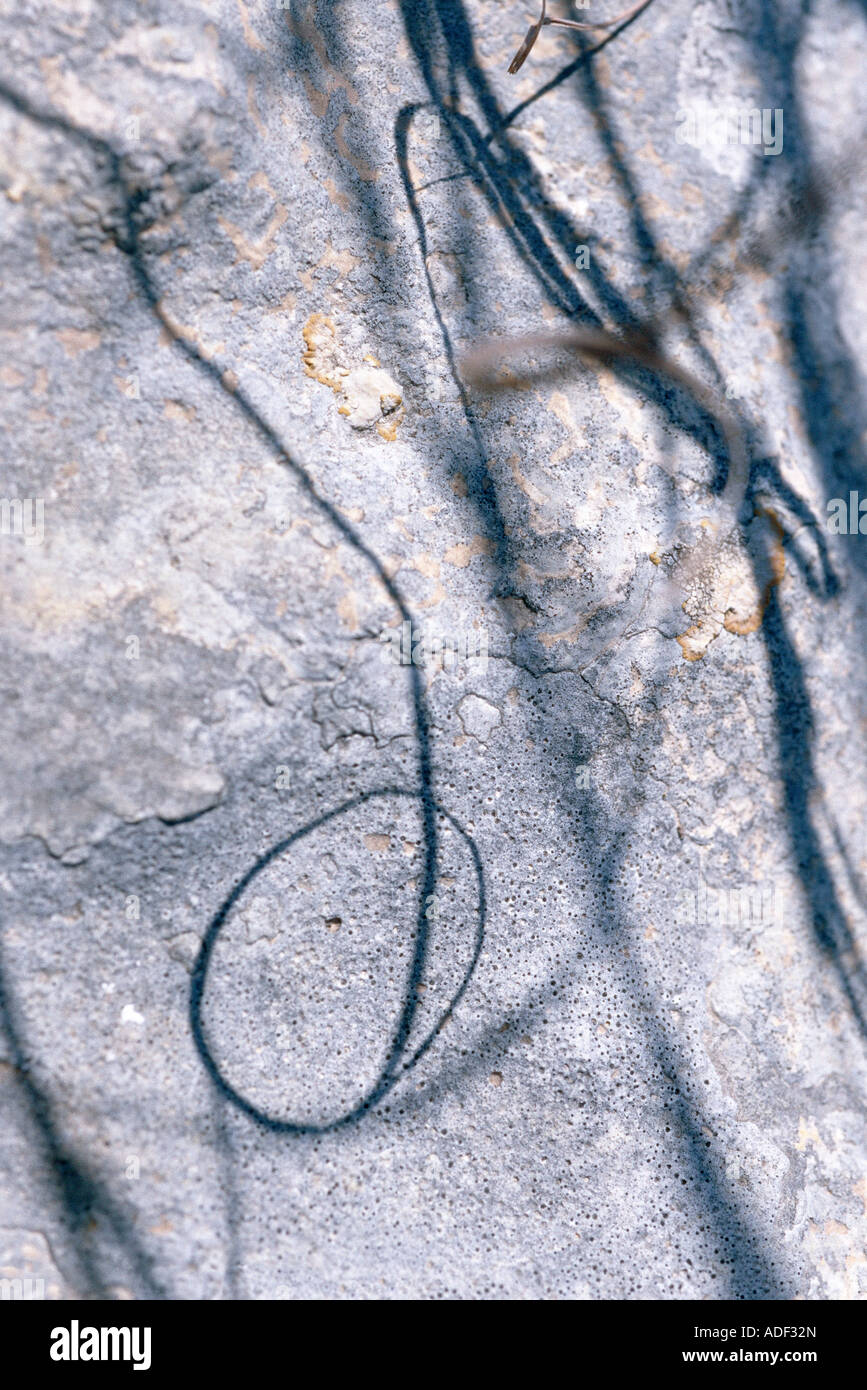 Bark Vines High Resolution Stock Photography and Images - Alamy