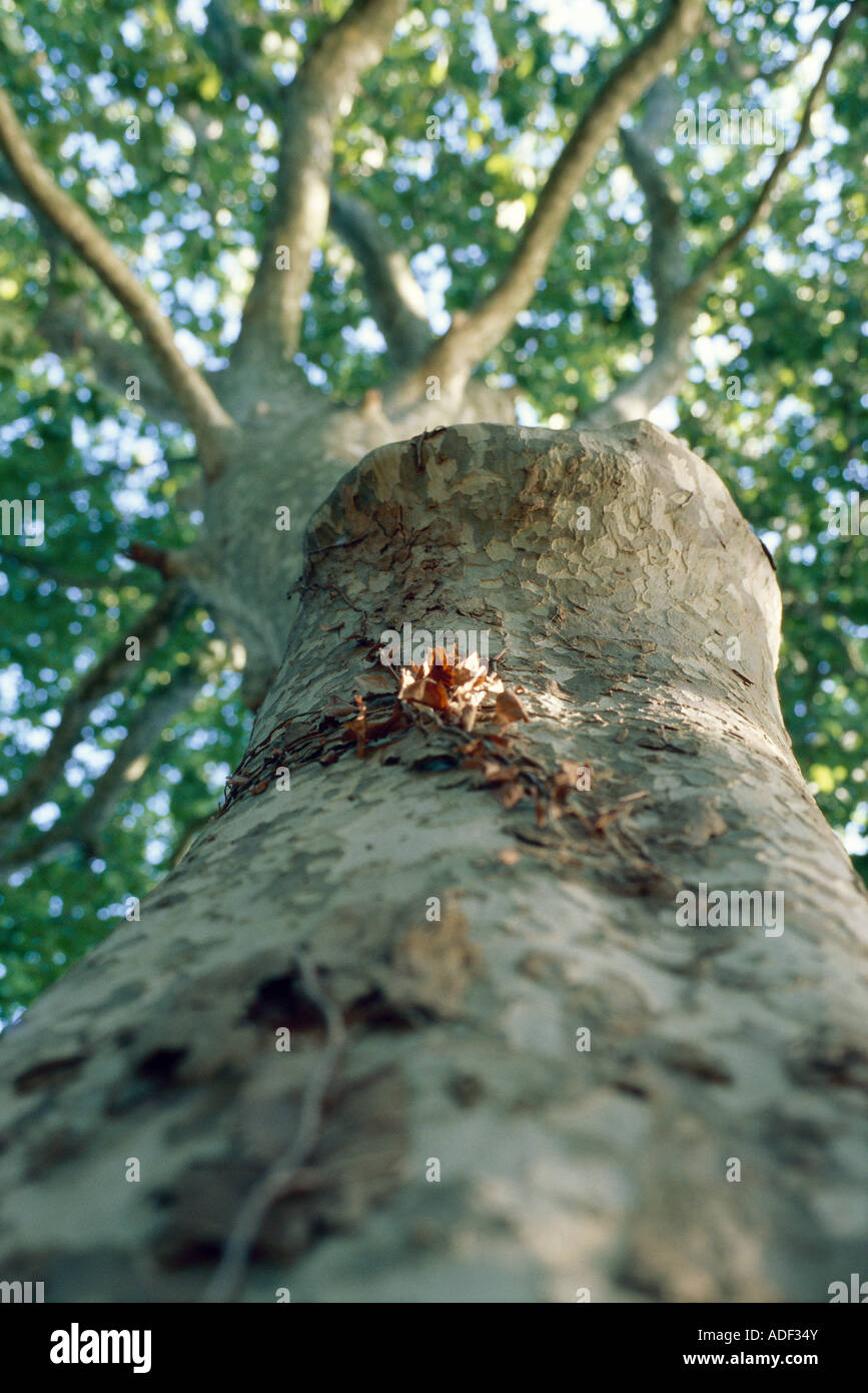 Tree, low angle view Stock Photo - Alamy