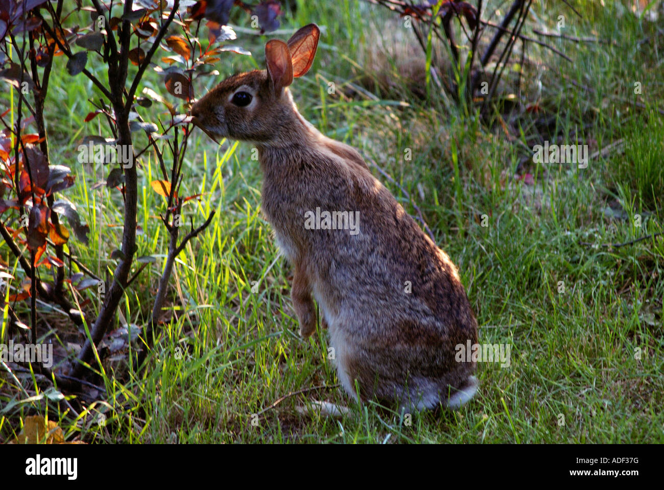 Wildlife lawn hare bunny rabbit hi-res stock photography and images - Alamy