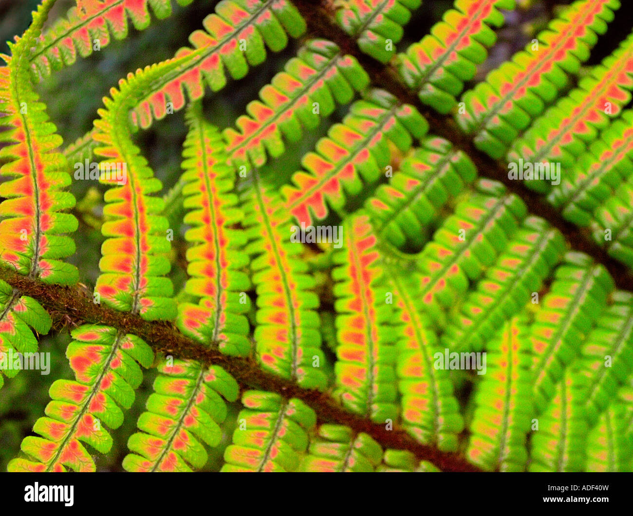 Fern blossom hi-res stock photography and images - Alamy