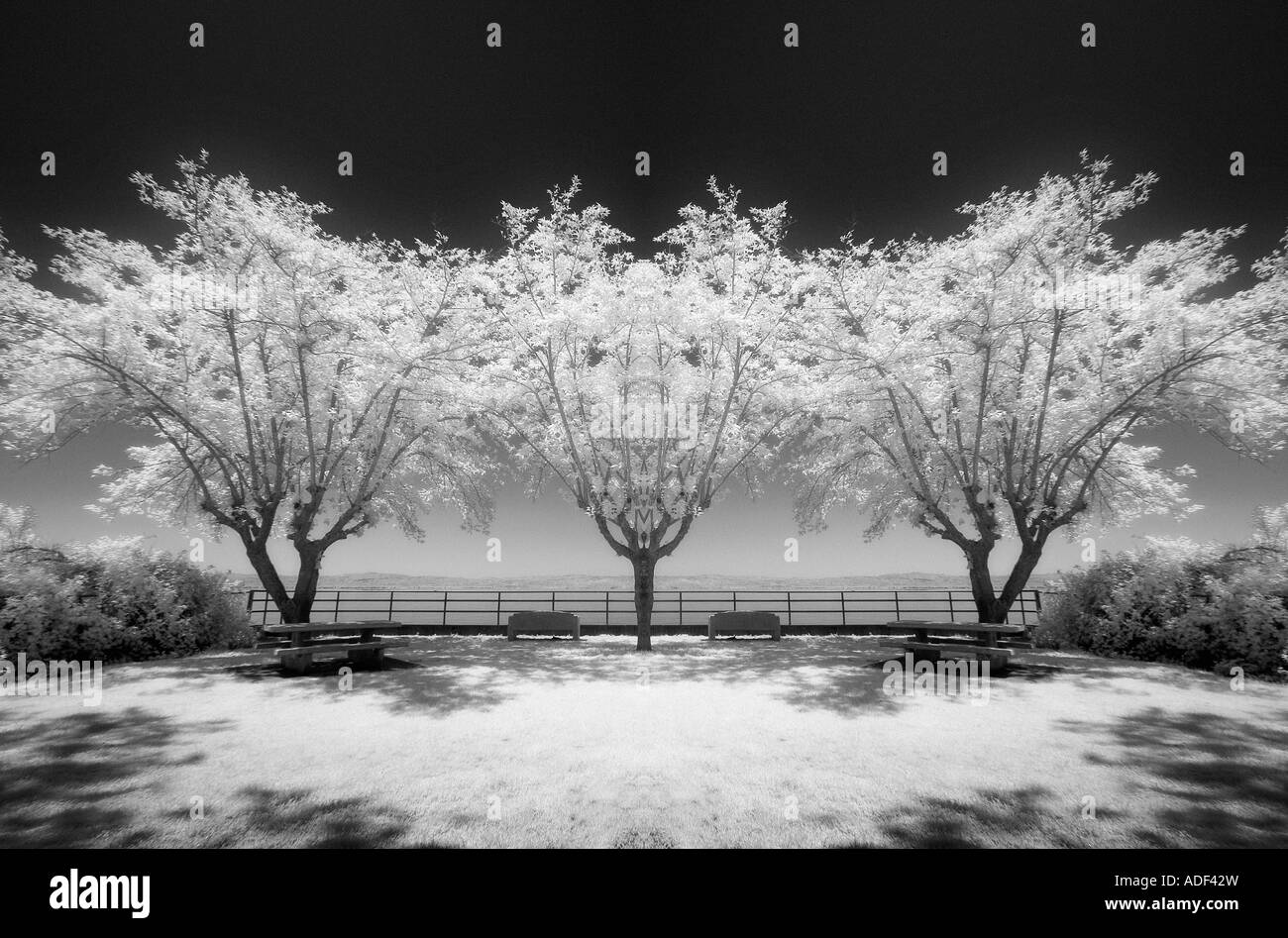 Three Symmetrical Trees in Infrared Stock Photo - Alamy