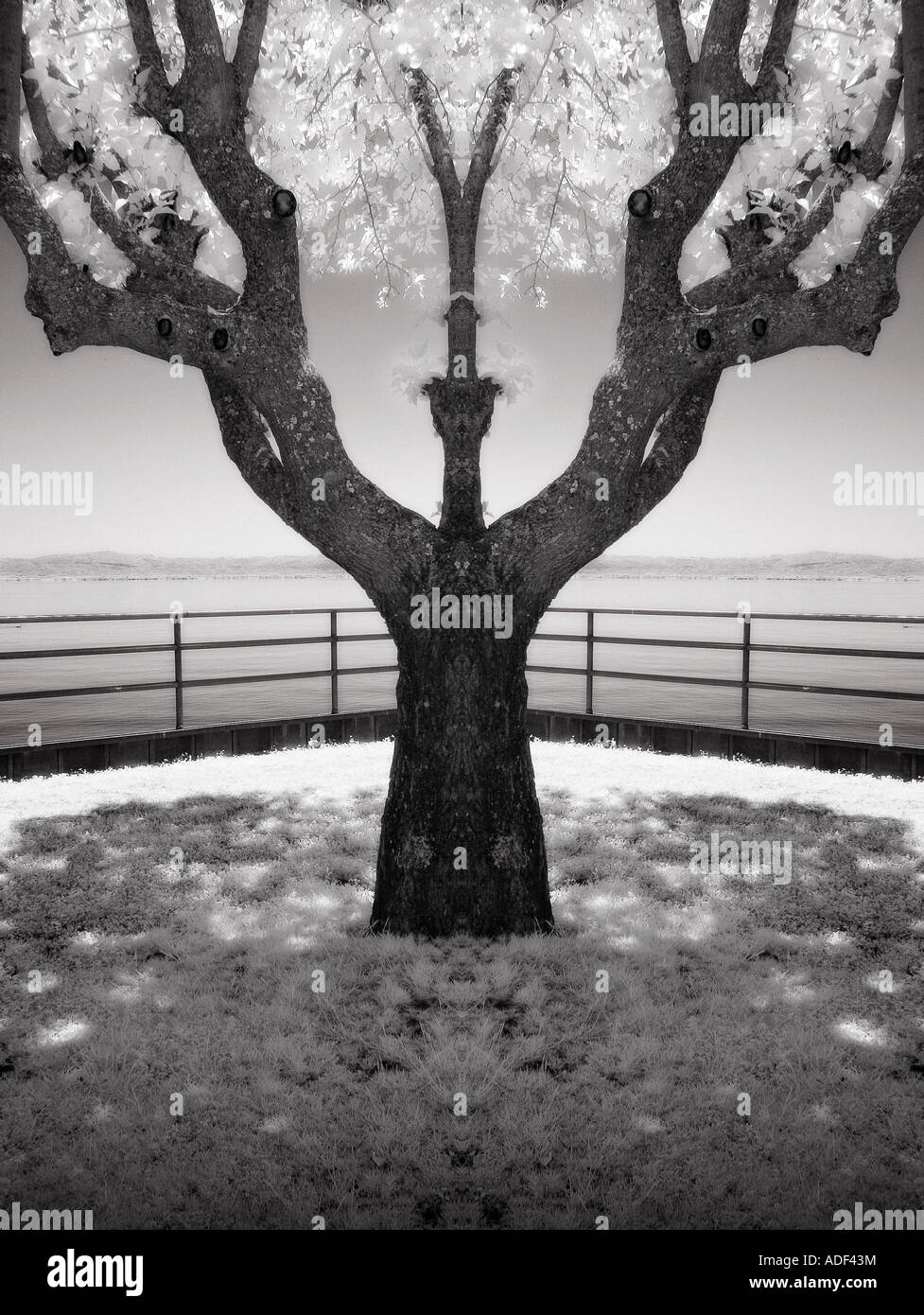 Symmetrical Tree High Resolution Stock Photography and Images - Alamy