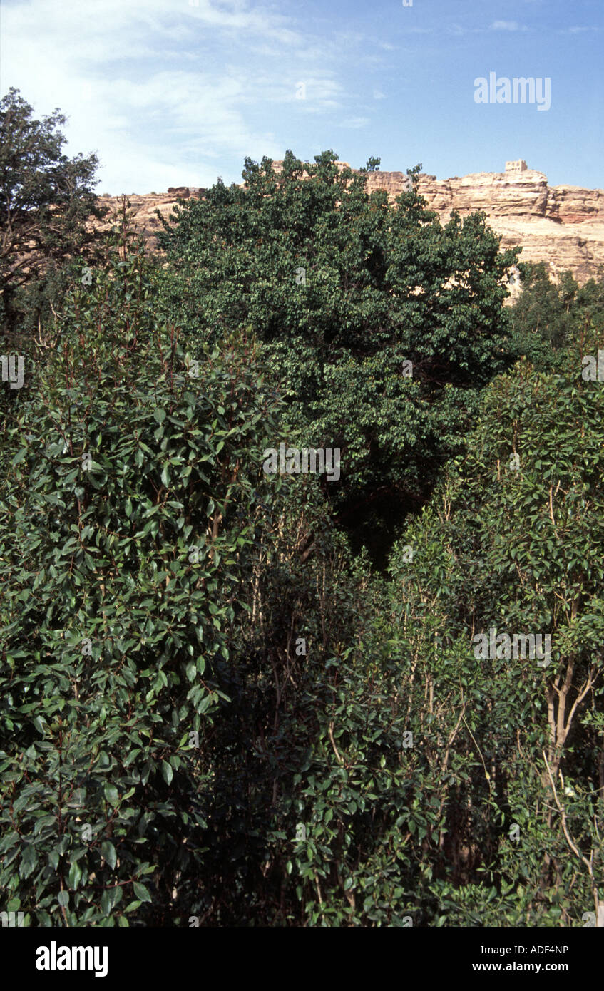 Qat trees hi-res stock photography and images - Alamy