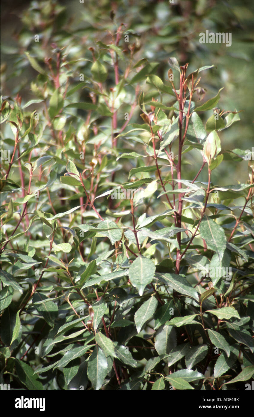 qat plantation at Wadi Dahr, Beit Naam, Yemen Stock Photo - Alamy