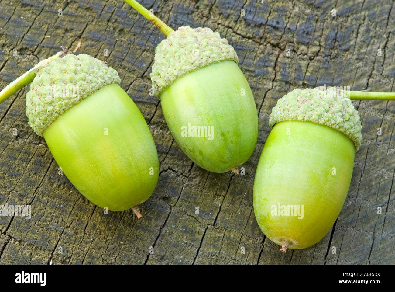 Close up green acorns Cut Out Stock Images & Pictures - Alamy