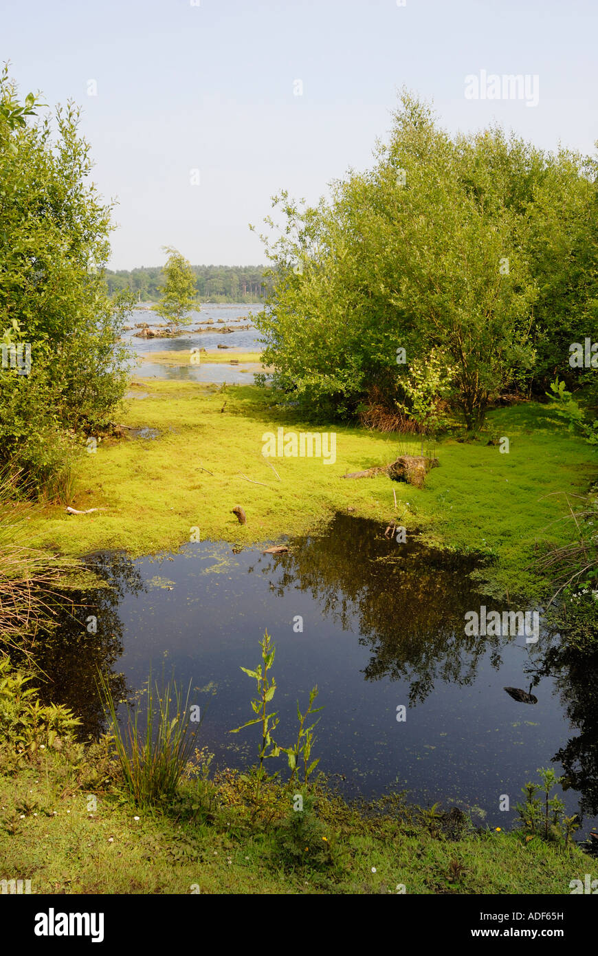 Blakemere Pond High Resolution Stock Photography and Images - Alamy