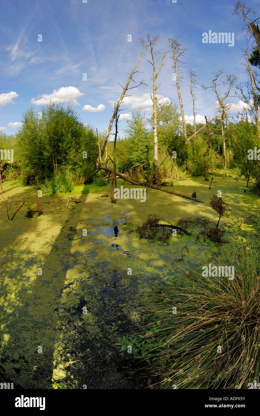 Blakemere moss cheshire hi-res stock photography and images - Alamy
