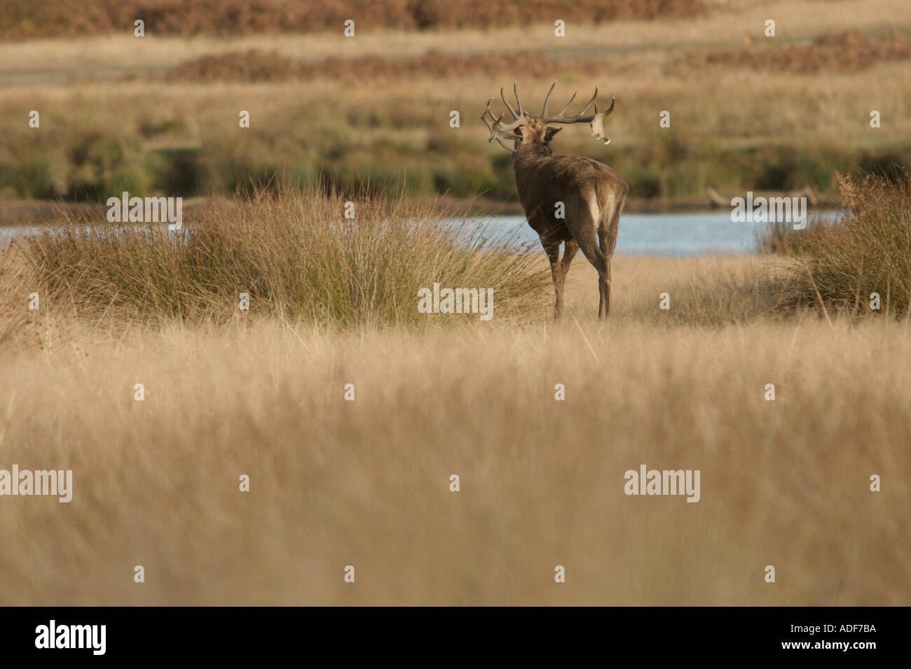 Red deer antlers back view hi-res stock photography and images - Alamy