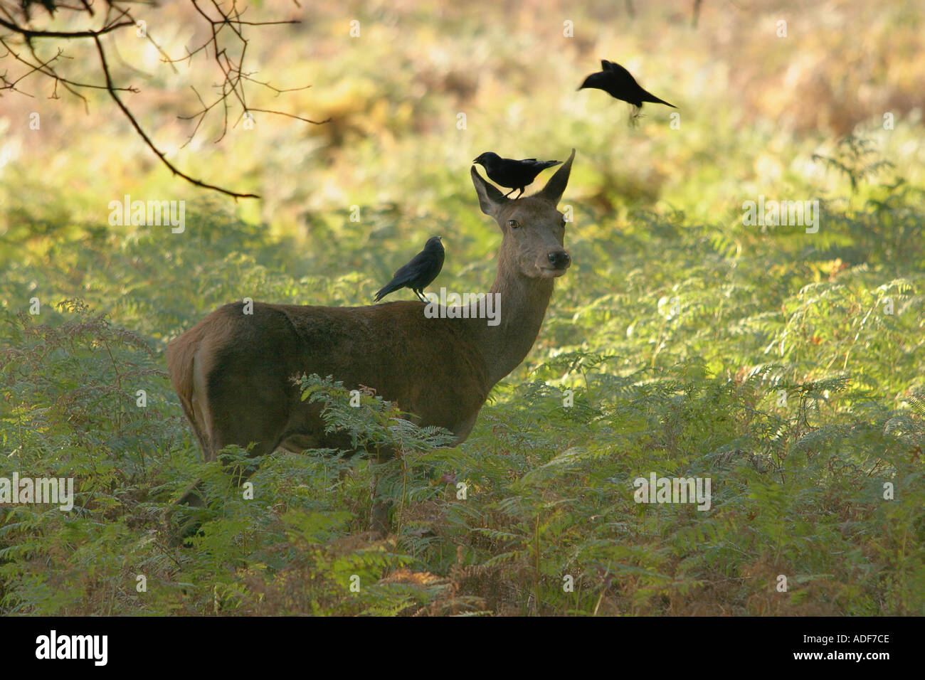 Female Red deer with three jackdaws England UK Stock Photo - Alamy