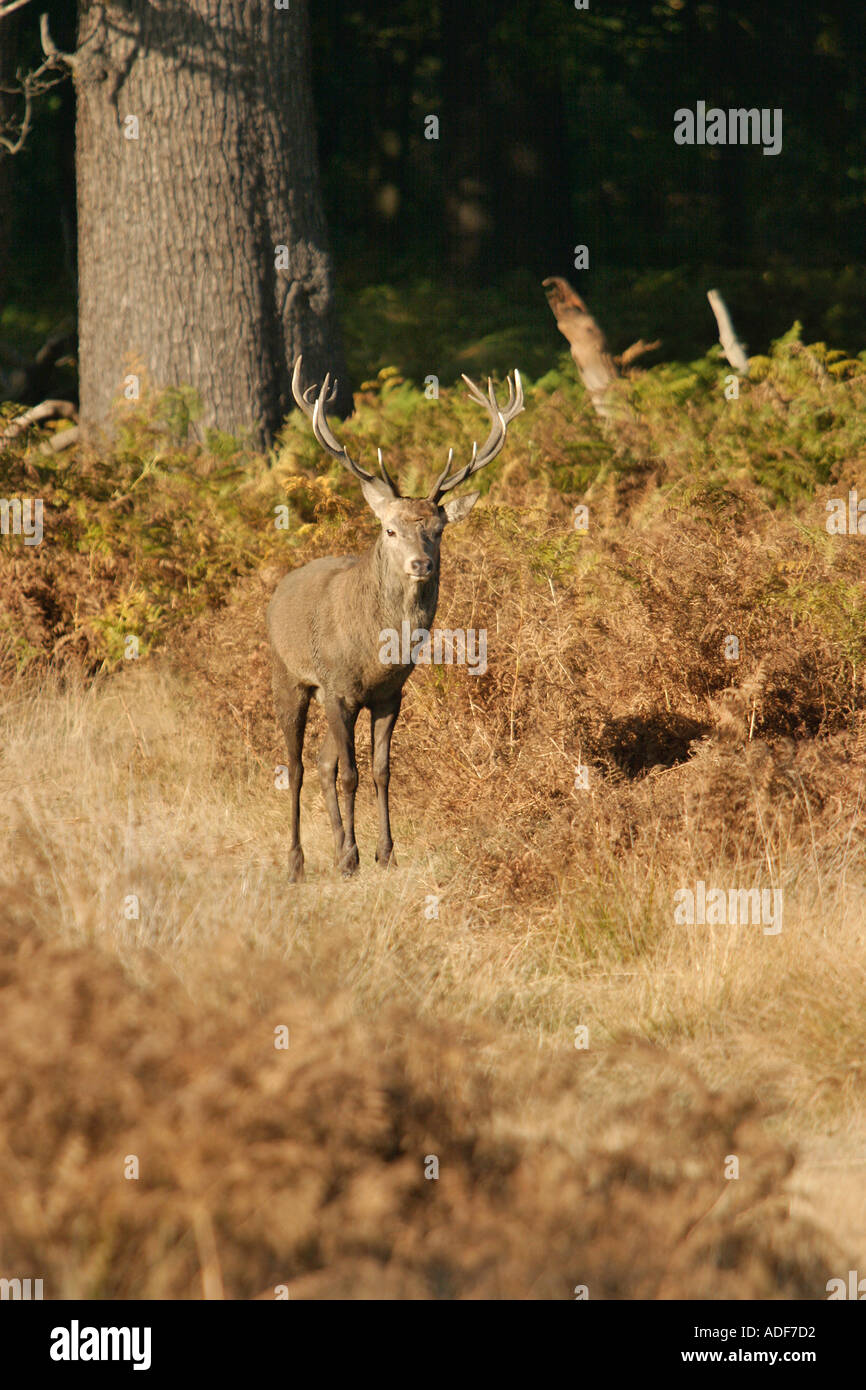 Red deer England UK Stock Photo - Alamy