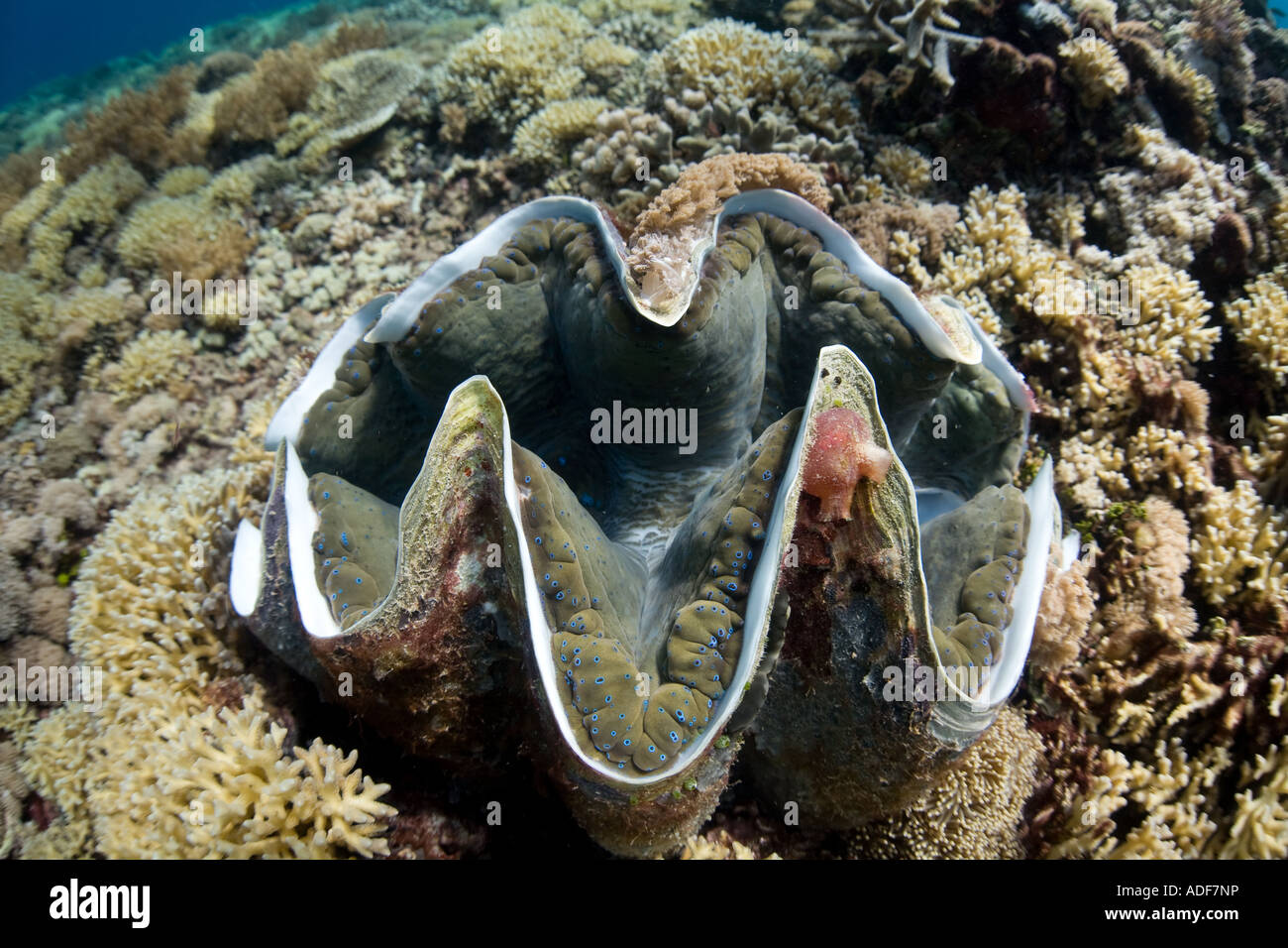 A giant clam, Tridacna gigas, a meter and a half in length, sits in a ...