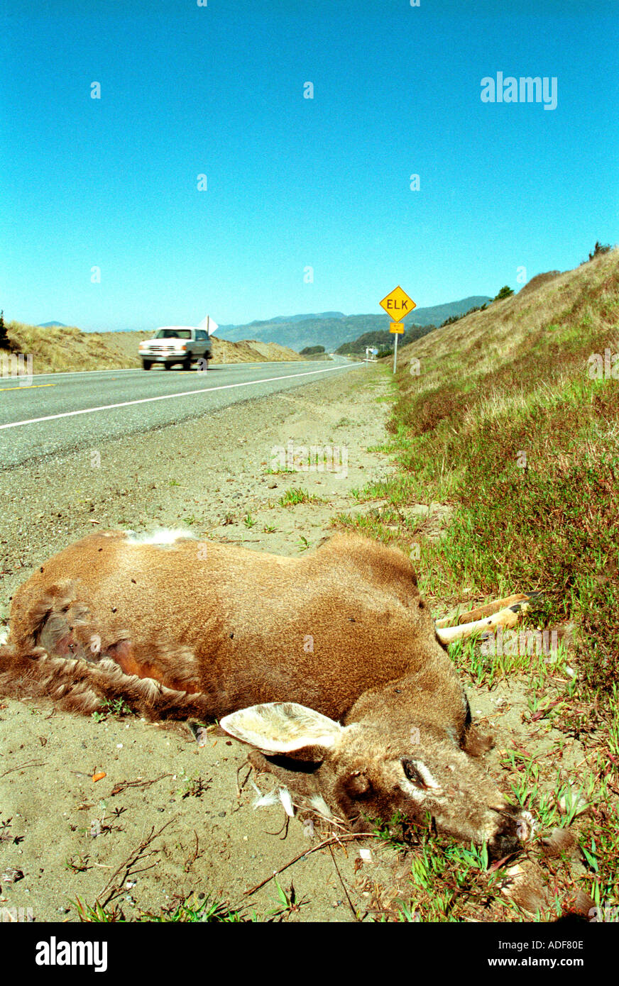 dead elk with elk sign Stock Photo - Alamy