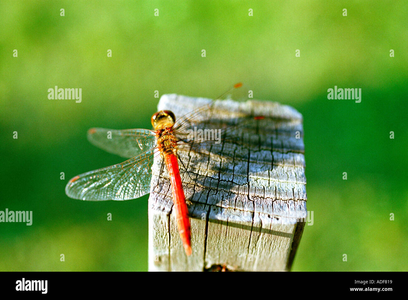 Red Dragonfly Morioka Japan Stock Photo - Alamy