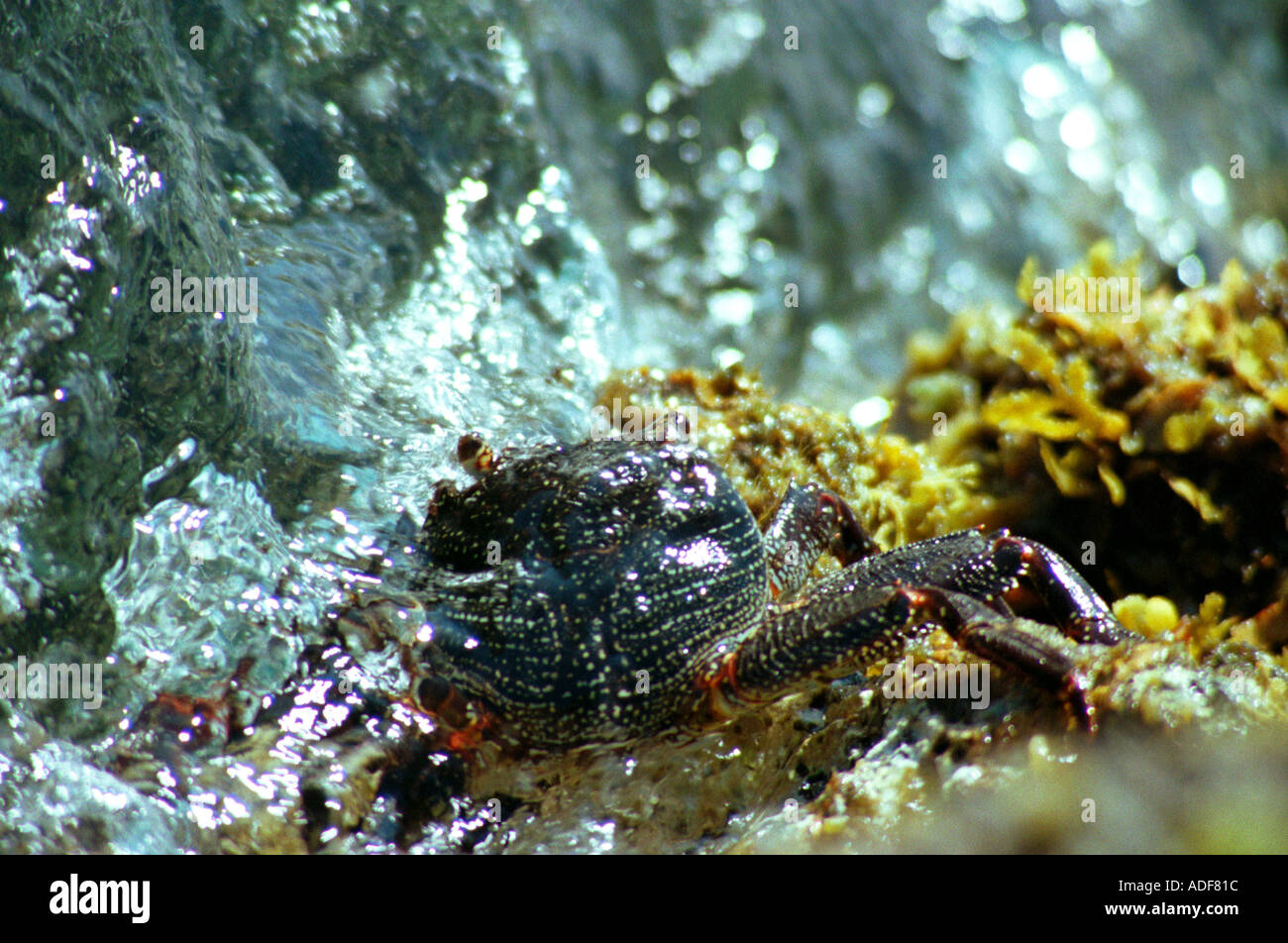 Reef Crab Hawaii Stock Photo - Alamy