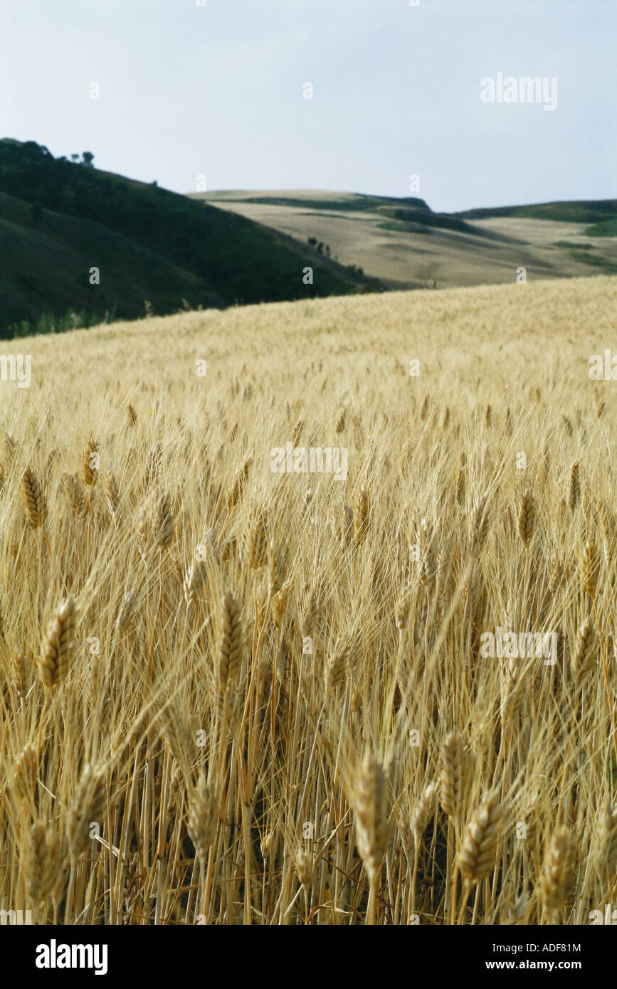 Wheat Husks High Resolution Stock Photography and Images - Alamy