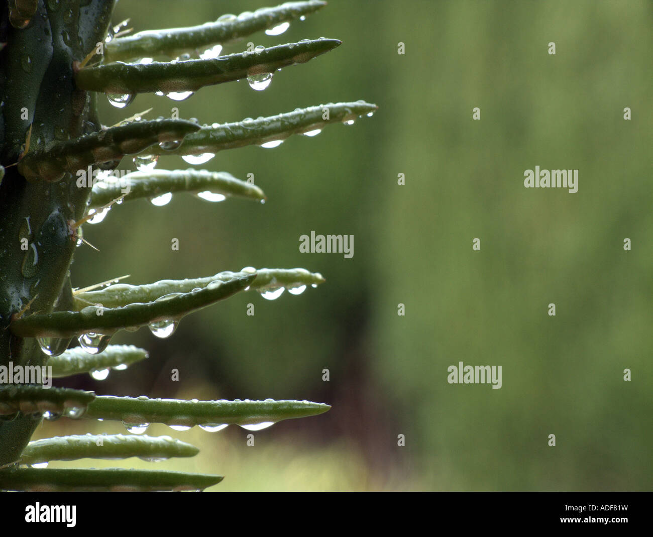 Detail of a succulent plant under the rain Stock Photo - Alamy