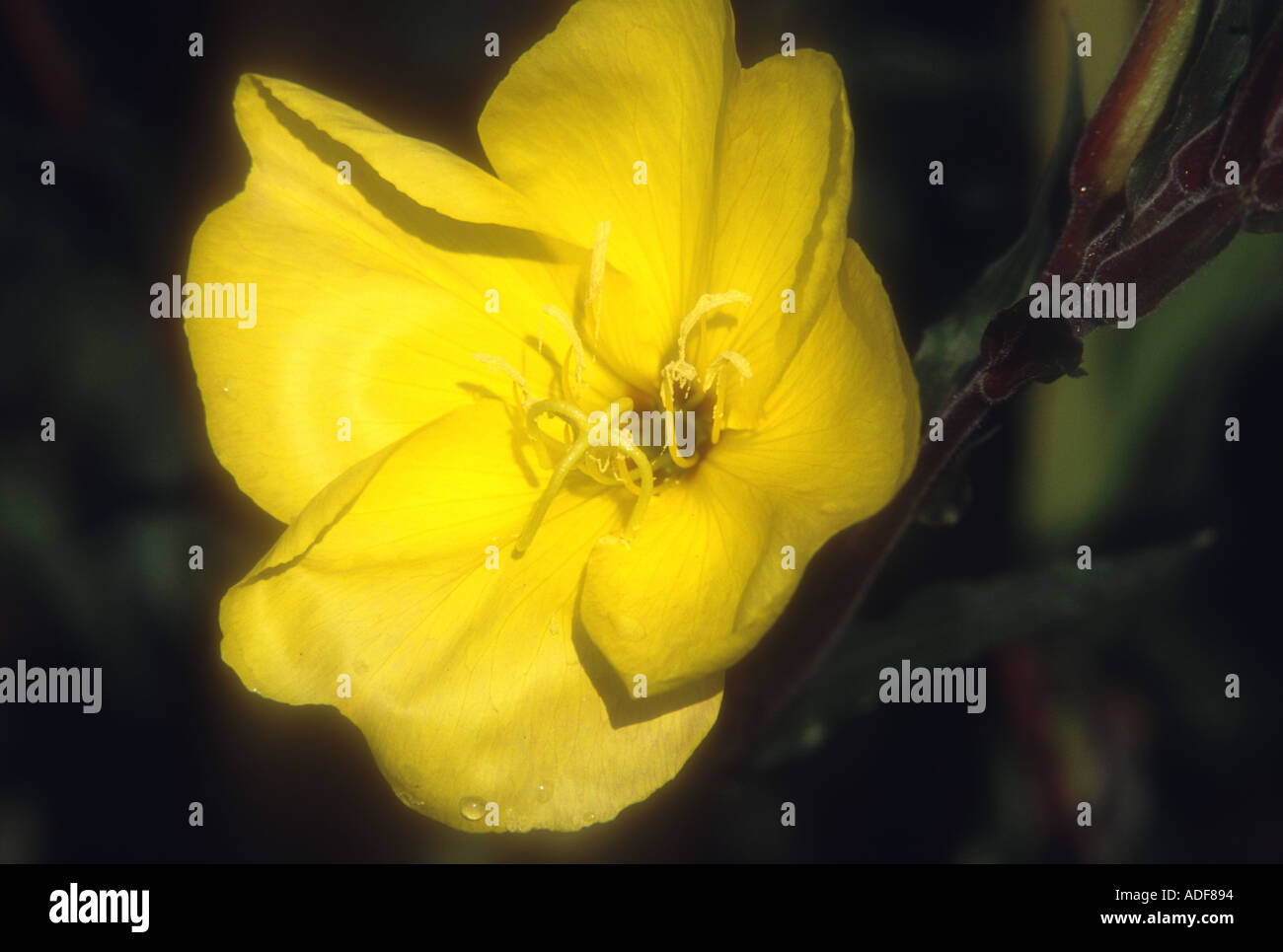 Common Evening primrose Stock Photo - Alamy