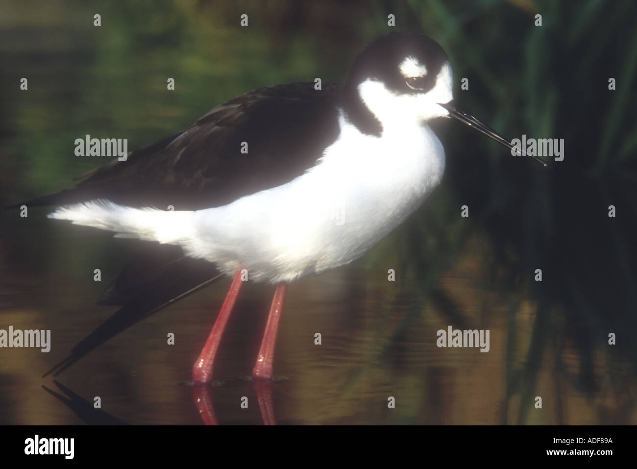 Graceful stilt hi-res stock photography and images - Alamy