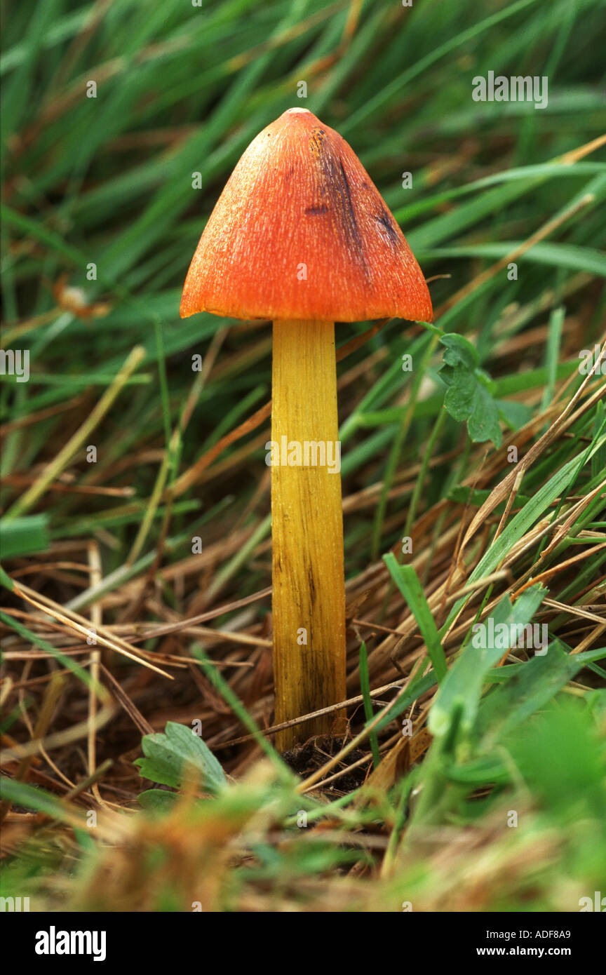 Conical Wax Cap Hygrocybe conica Stock Photo - Alamy